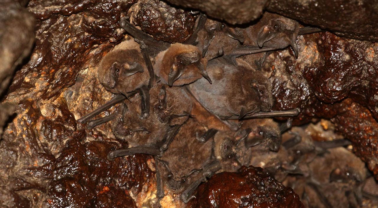 Insectivorous Bat Project - ERA Indian Ocean